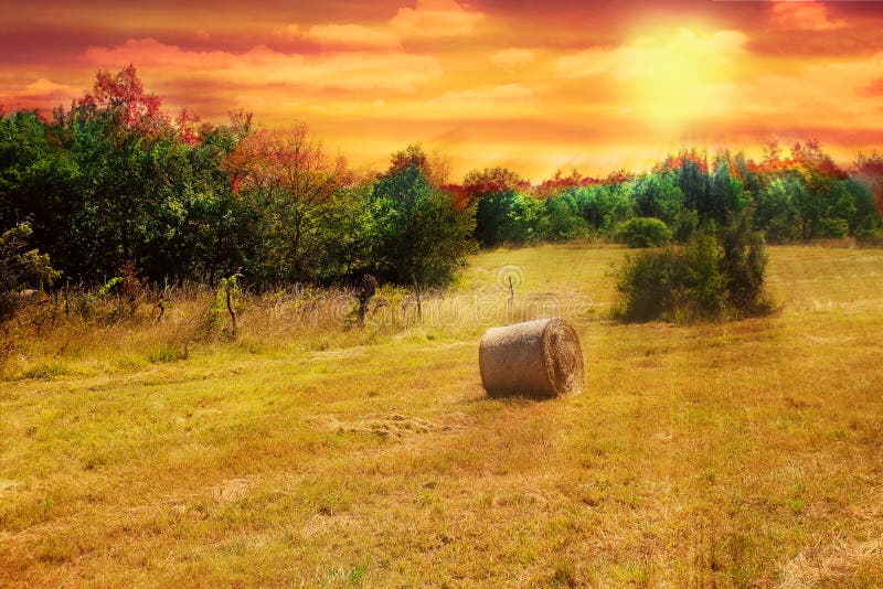 Hayfield at sunset stock image. Image of grain, farming - 34083675