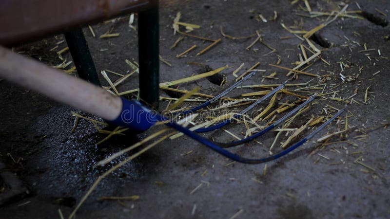 Hayfork in the stall stock photo. Image of equipment - 94329138
