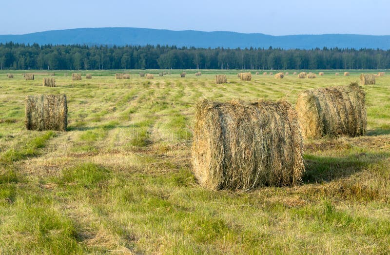 Haying, Harvesting, Lots of Haystack in the Fields Stock Photo - Image ...