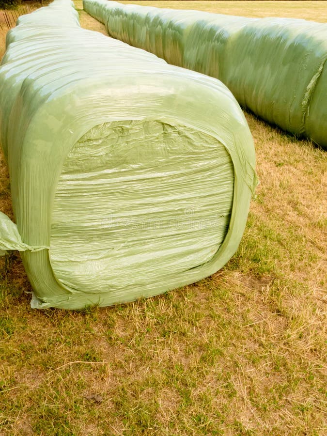 Haylage Bales Left Outdoors for Fermentation Stock Image - Image of ...