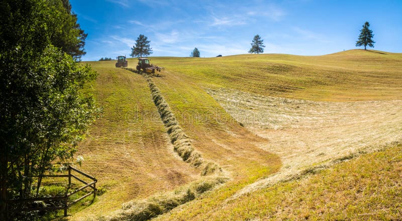 Haymaking on a Hillside with Rows of Hay, a Hay Tedder and a Hay-loader ...