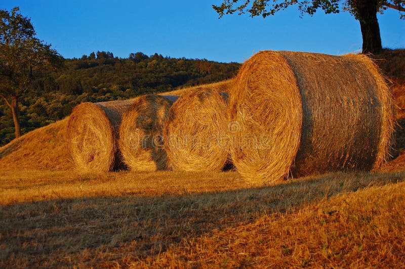Hay field stock photo. Image of bales, hills, farm, virginia - 21280