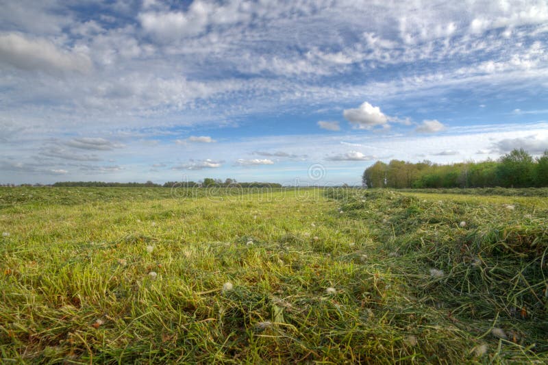 Haymaking stock image. Image of hayfield, haymaking, crop - 54047613