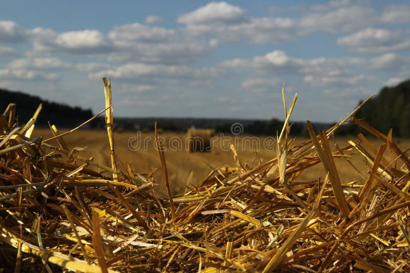Golden haystack stock image. Image of haymow, stack, rick - 98986773