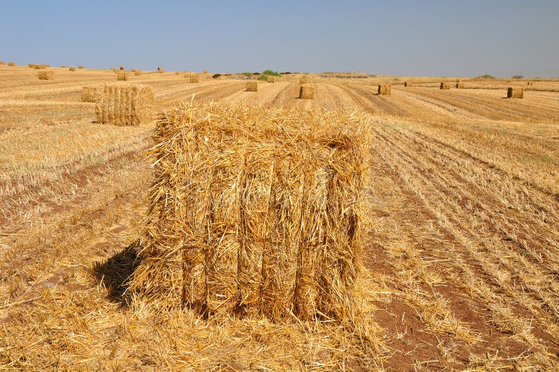 Hayrick. stock photo. Image of galilee, rick, countryside - 19897230