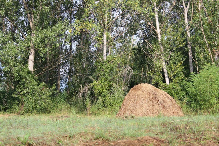Hayrick 库存照片. 图片 包括有 干燥, 平均, 白杨树, 城镇, 欧洲, 在附近, 拍摄, 塞尔维亚 - 57516822