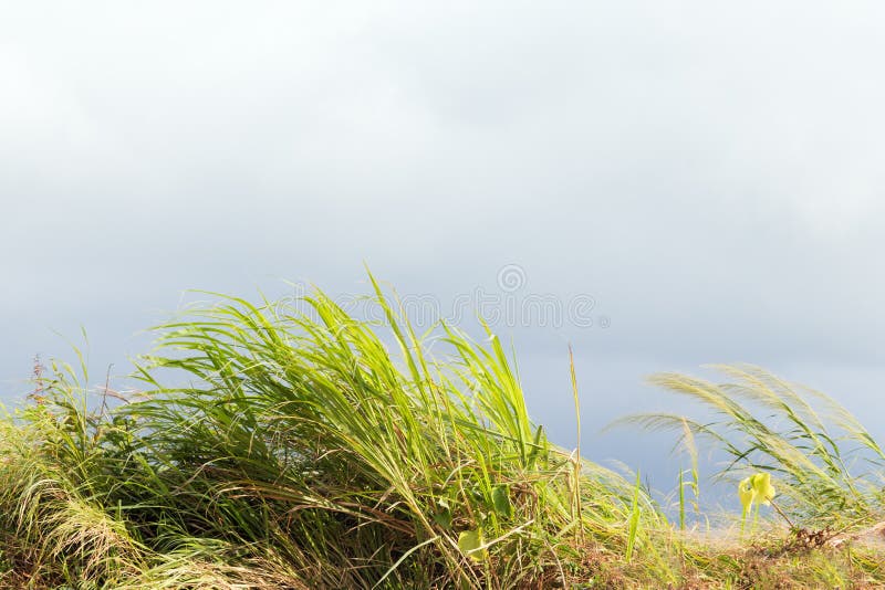 Hays, Grass, Plants and Overcast Sky. Stock Photo - Image of outdoors ...