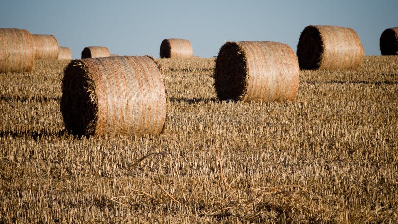 Haystack stock photo. Image of farm, gold, growth, agriculture - 22169302