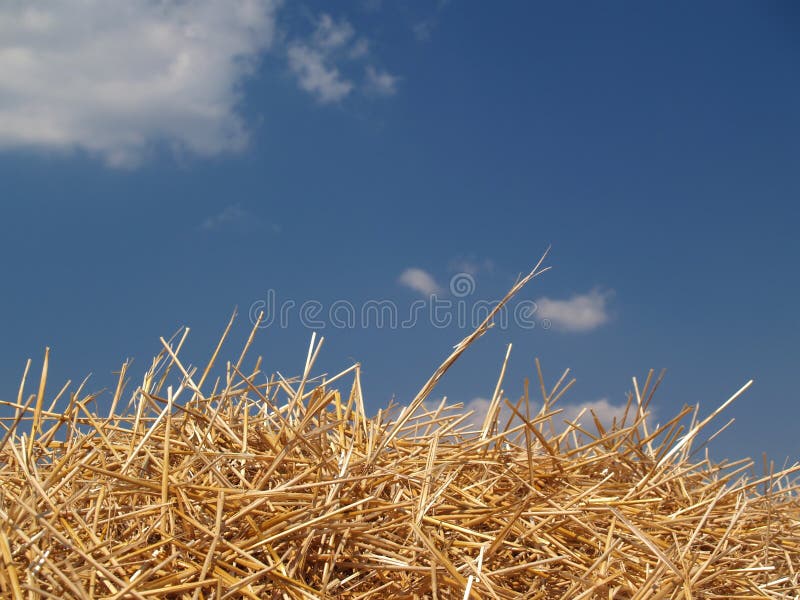 Needle in a Haystack stock image. Image of haystack, hard - 59995865