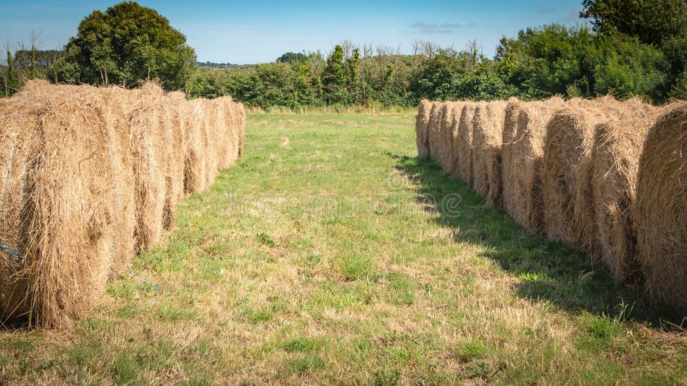 Haystack Aligned in a Field Stock Image - Image of landscape, gold ...