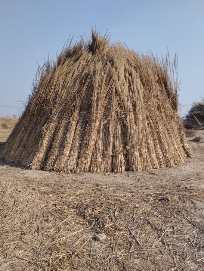 Haystack stock image. Image of tree, plant, prairie - 364047741