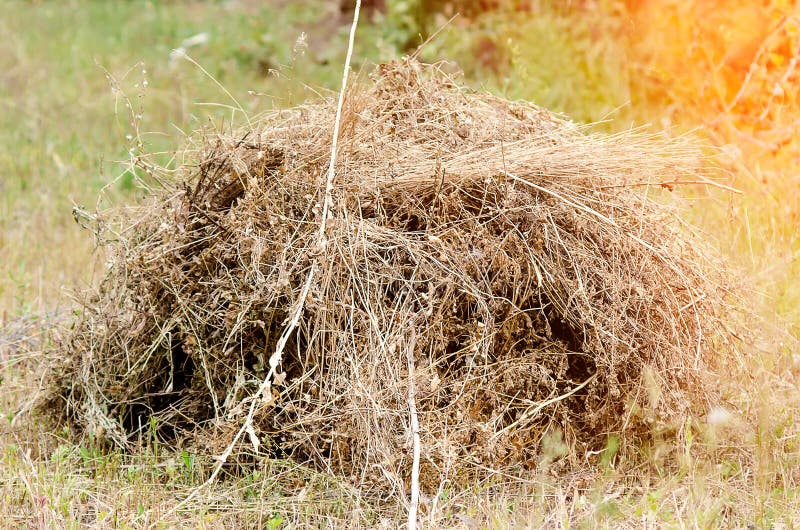 Haystack, Close-up. Dry Cut Grass Stock Image - Image of straw, rural ...
