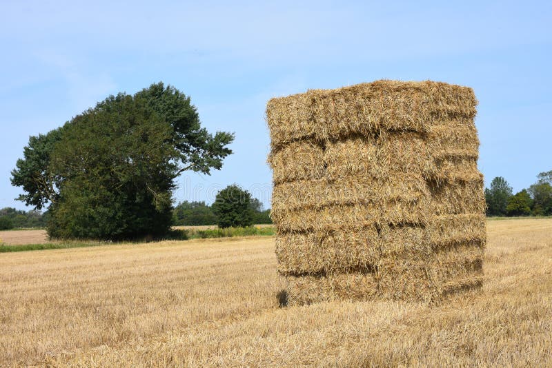 Haystack in Cropped Wheat Field Stock Photo - Image of farm, haystacks ...
