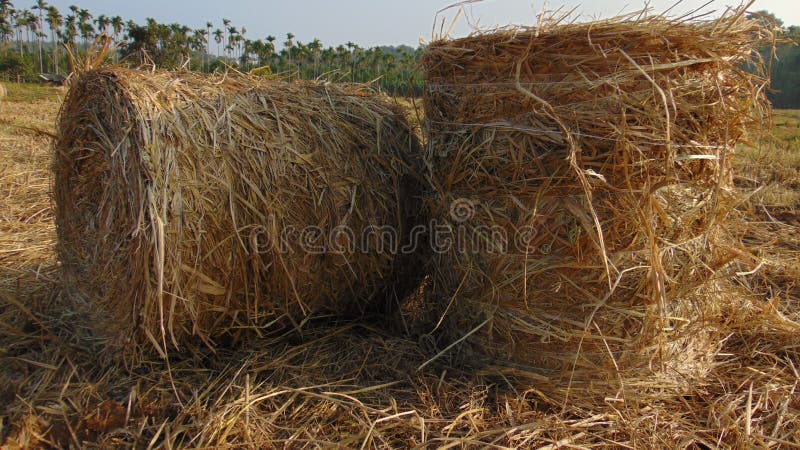 Haystack Farm Hay , Mangatt Farms Paddy Straw Bails Stock Image - Image ...