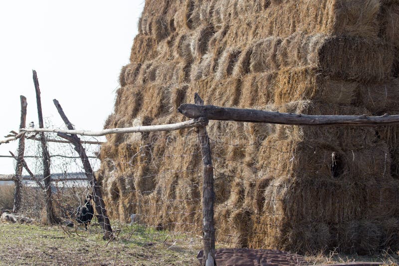 Haystack on a Farm in Nature Stock Photo - Image of natural, gold ...