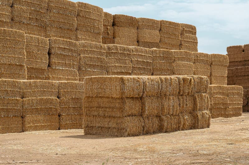 Haystack on a Farm. Stack of Rectangular Bales of Dry Straw in the Open ...