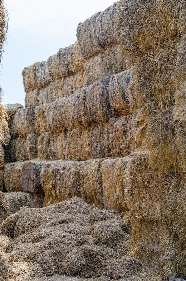 Old Rectangular Hay Bales Stored in Front of Abandoned Farm Building ...