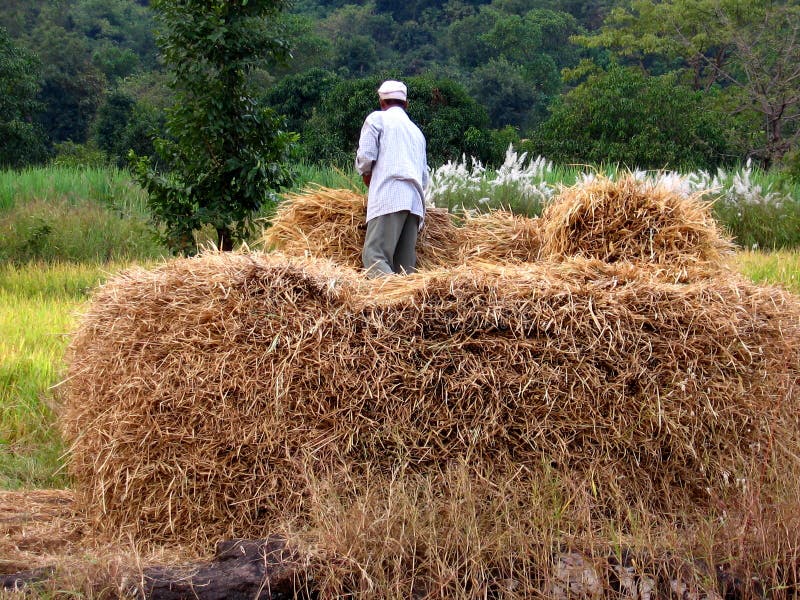Haystack Farmer stock photo. Image of farm, farms, indian - 1496550