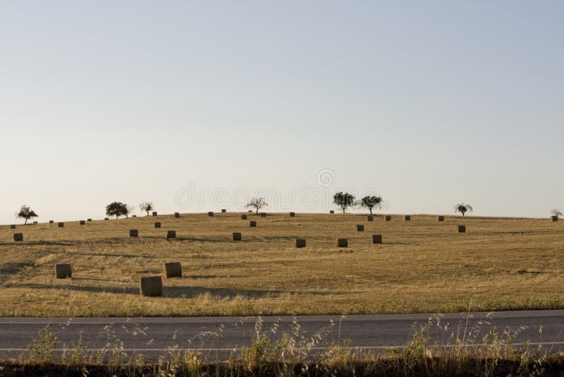 Haystack in field stock photo. Image of agriculture - 289046862