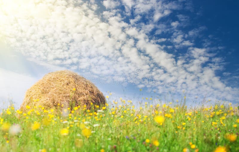 Haystack in the field stock image. Image of nature, netherlands - 20875375