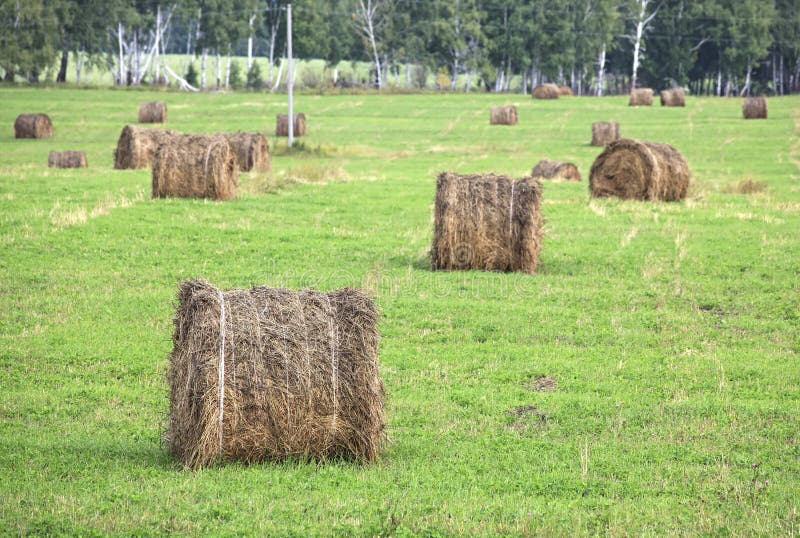 Haystack on the field stock photo. Image of august, summer - 27481800