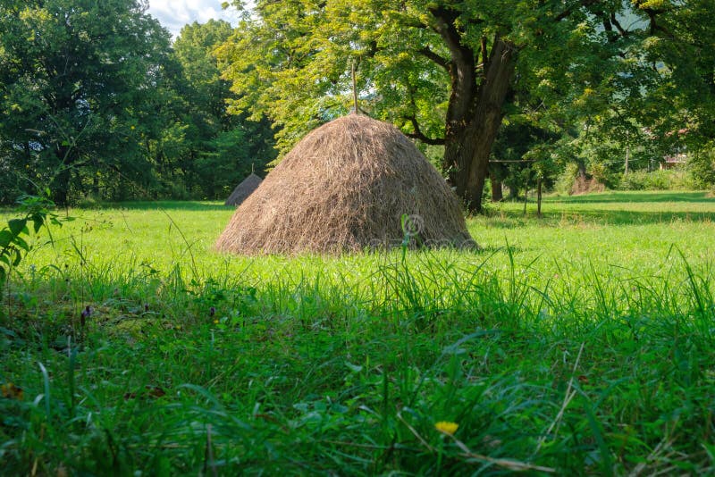 Haystack in field stock photo. Image of agriculture - 289046862