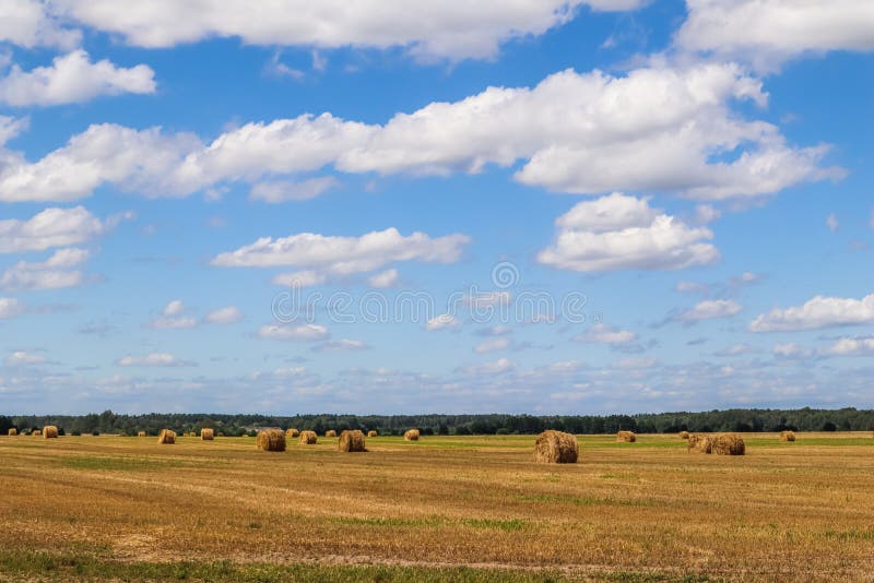 Haystack in the Field after Harvest. Round Bales of Hay Across a Farmer ...