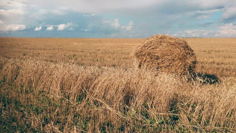 Haystack in a field stock image. Image of season, farm - 117981803