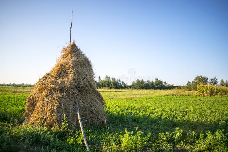 Haystack in a field stock photo. Image of rural, summer - 98992412