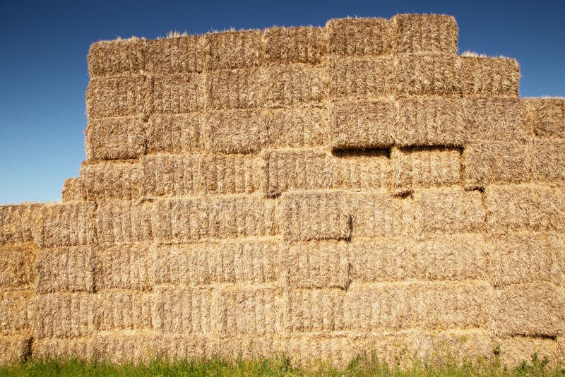 Haystack in a field stock photo. Image of natural, farm - 186594228