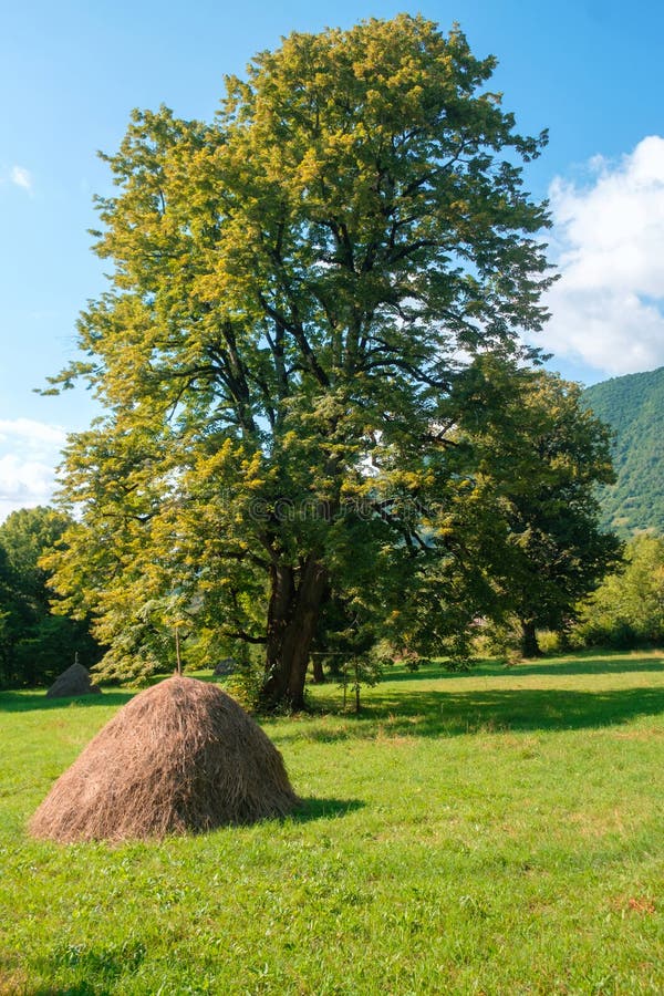 Haystack in field stock photo. Image of agriculture - 289046862