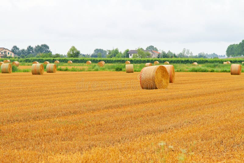 Haystack field stock image. Image of rolls, mown, stack - 98242391