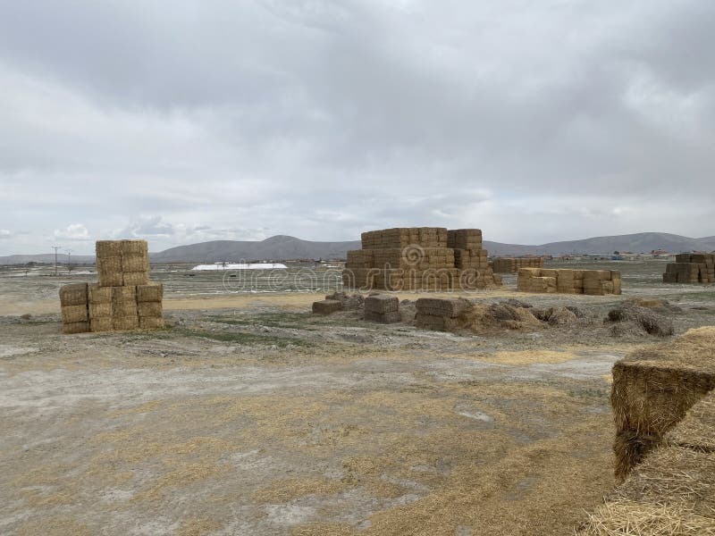 Haystack in field stock photo. Image of agriculture - 289046862