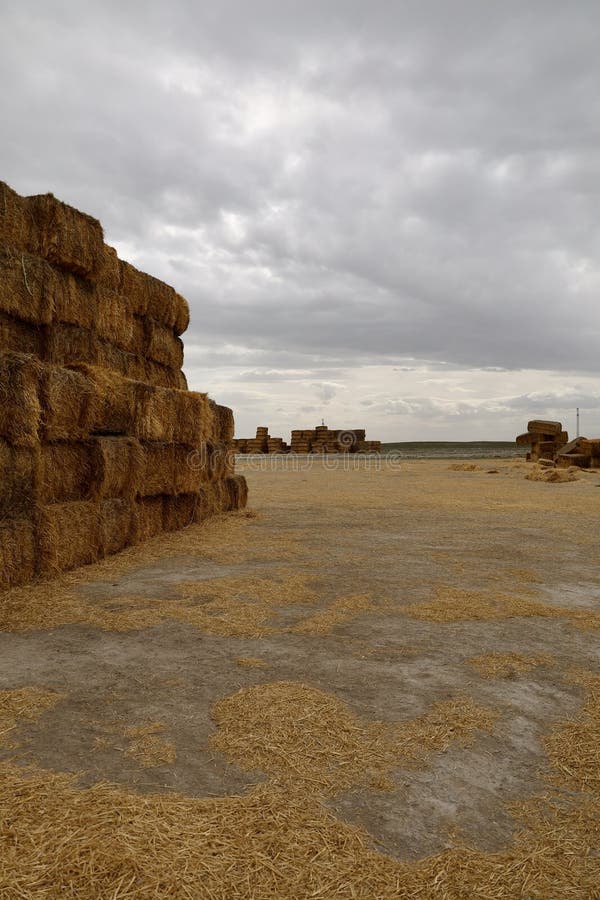 Haystack in field stock photo. Image of agriculture - 289046862