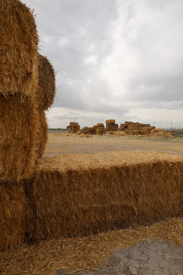 Haystack in field stock photo. Image of agriculture - 289046862