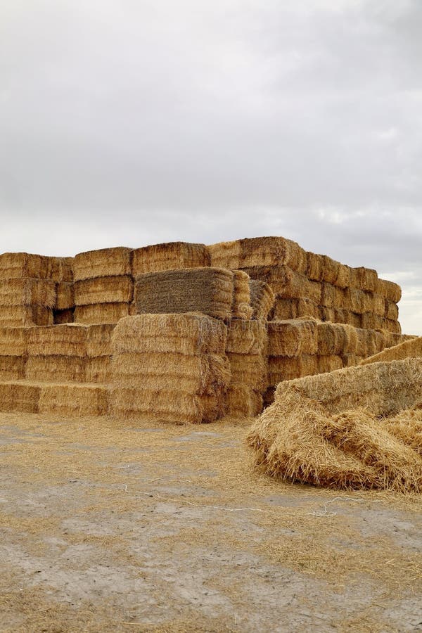 Haystack in field stock photo. Image of agriculture - 289046862