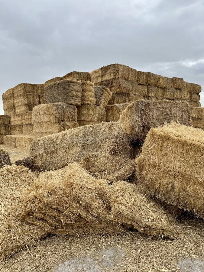 Haystack in field stock photo. Image of agriculture - 289046862