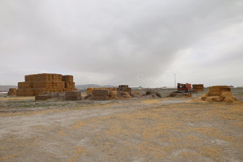 Haystack in field stock photo. Image of agriculture - 289046862