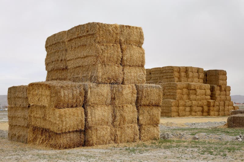 Haystack in field stock photo. Image of agriculture - 289046862