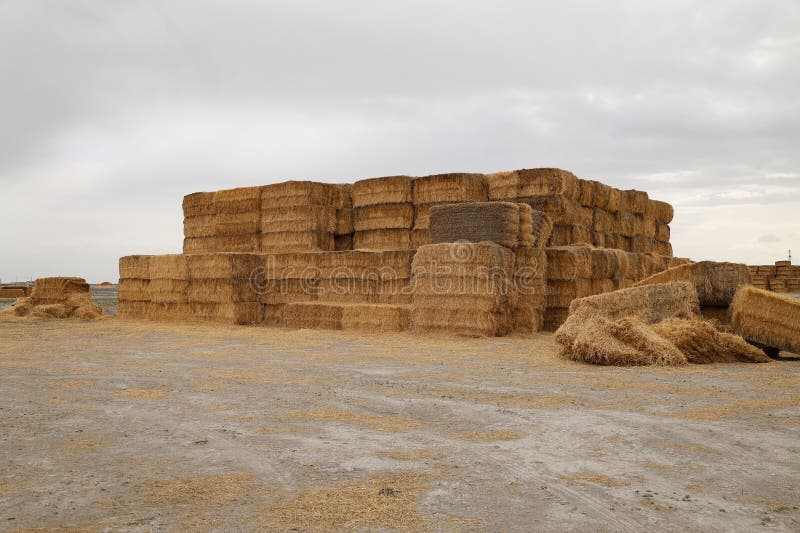 Haystack in field stock photo. Image of agriculture - 289046862