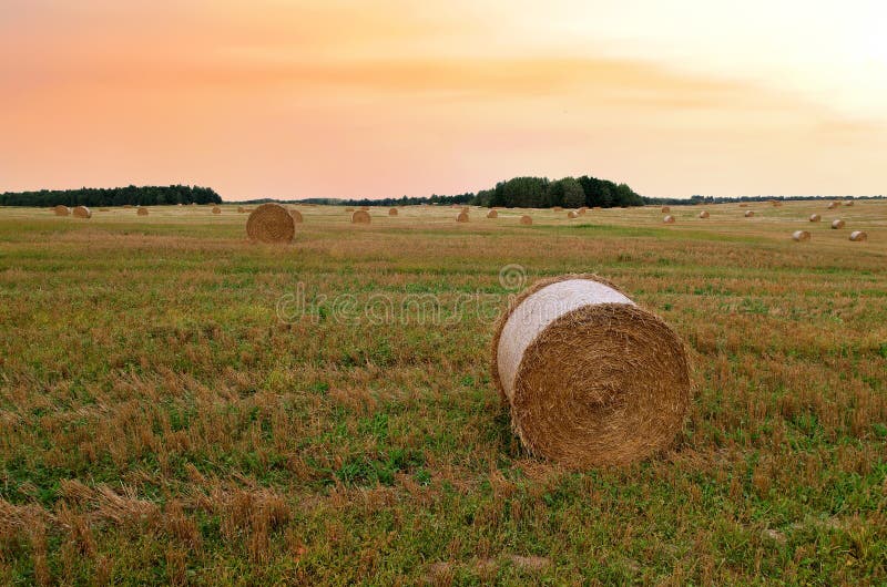 Haystack in Field on Sunset. Hay Bale from Residues Grass. Hay Stack ...