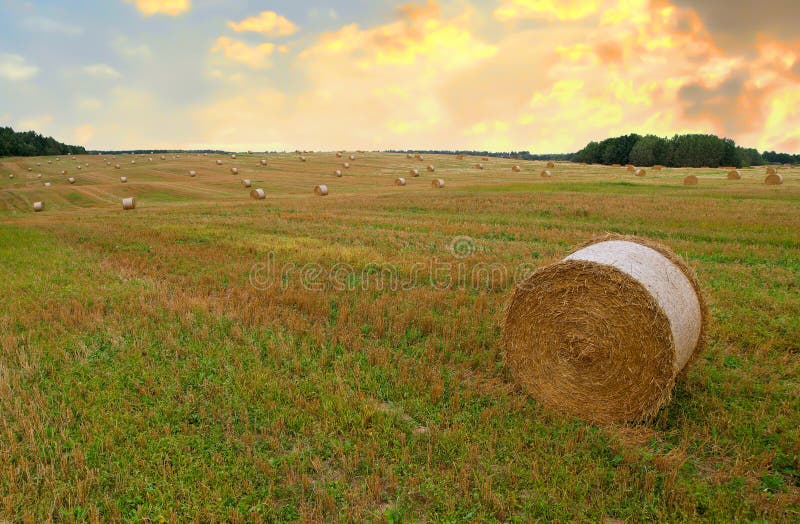 Haystack in Field on Sunset. Hay Bale from Residues Grass. Hay Stack ...