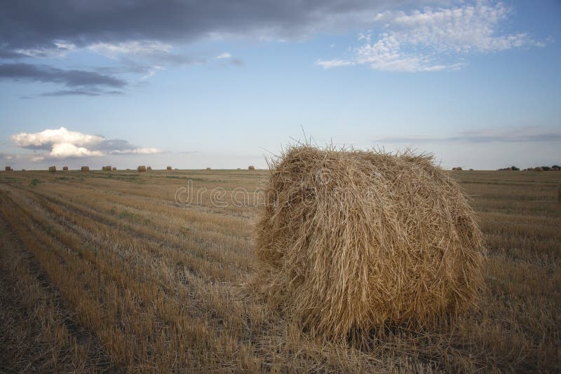 Wheat stack stock photo. Image of cereal, fall, golden - 6734502