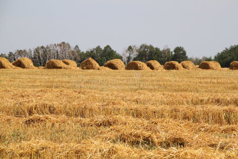 Haystack hay straw stock image. Image of bale, gold, meadow - 6343035
