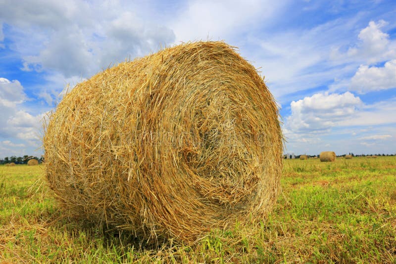 Haystack on the filed stock image. Image of border, natural - 42340647