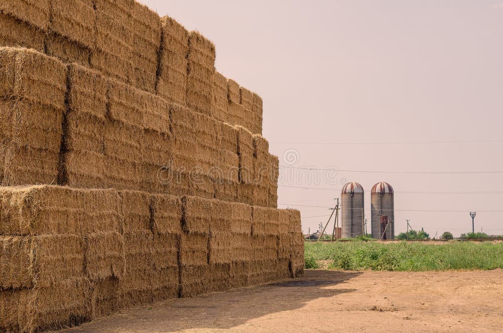 Haystack in Front of Two Cylindrical Silos on a Farm. Stack of ...