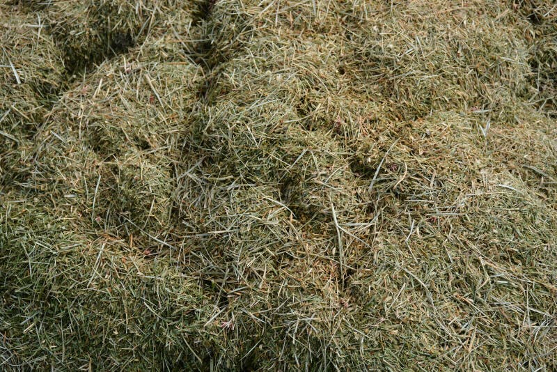 Haystack stock photo. Image of farming, harvest, gold - 94156556