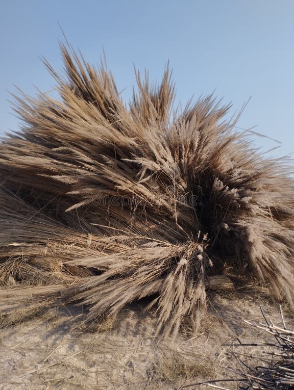 Haystack stock image. Image of flower, prairie, branch - 364320511