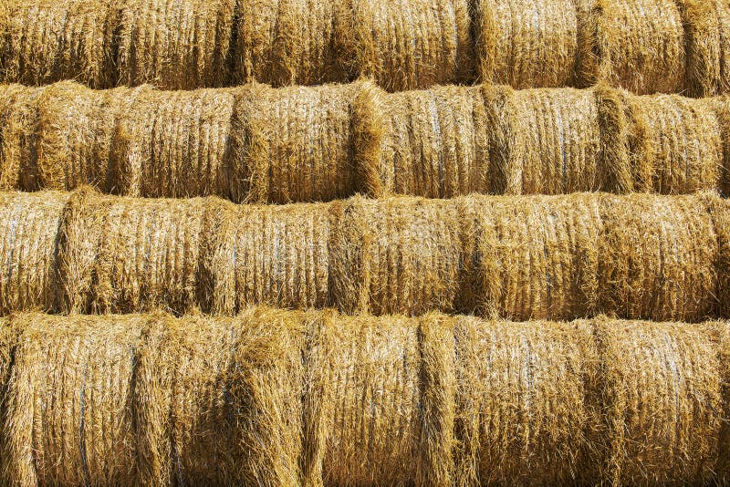 Haystack Harvest Agriculture Farm Field. Farmland Haystack View ...