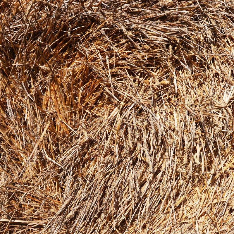 183 Thatch Border Photos - Free & Royalty-Free Stock Photos from Dreamstime